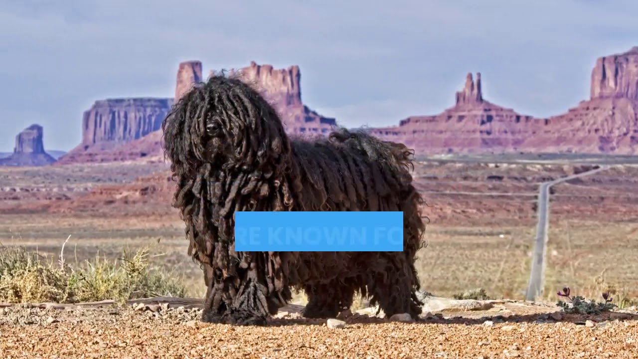 Best Breed of Doggo for You | Guard dogs - YouTube