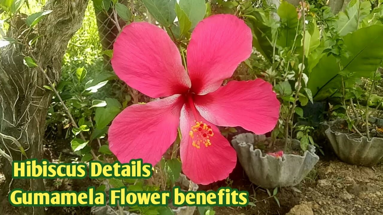 Gumamela Flower Details and Benefits | Tipid Che - YouTube