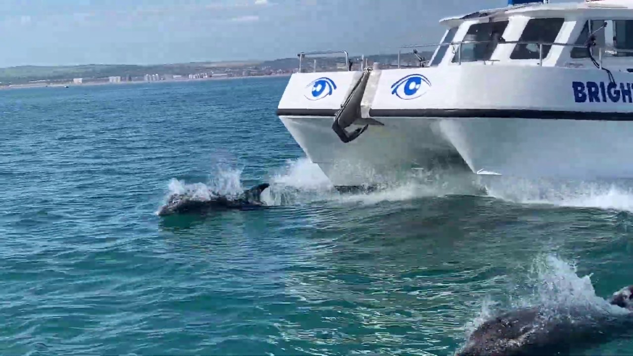Dolphins off Brighton june 2020 - YouTube