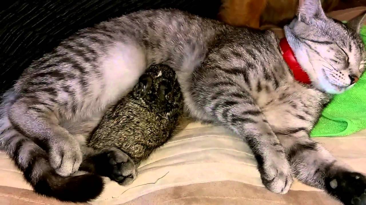 Raising wild rabbit - YouTube