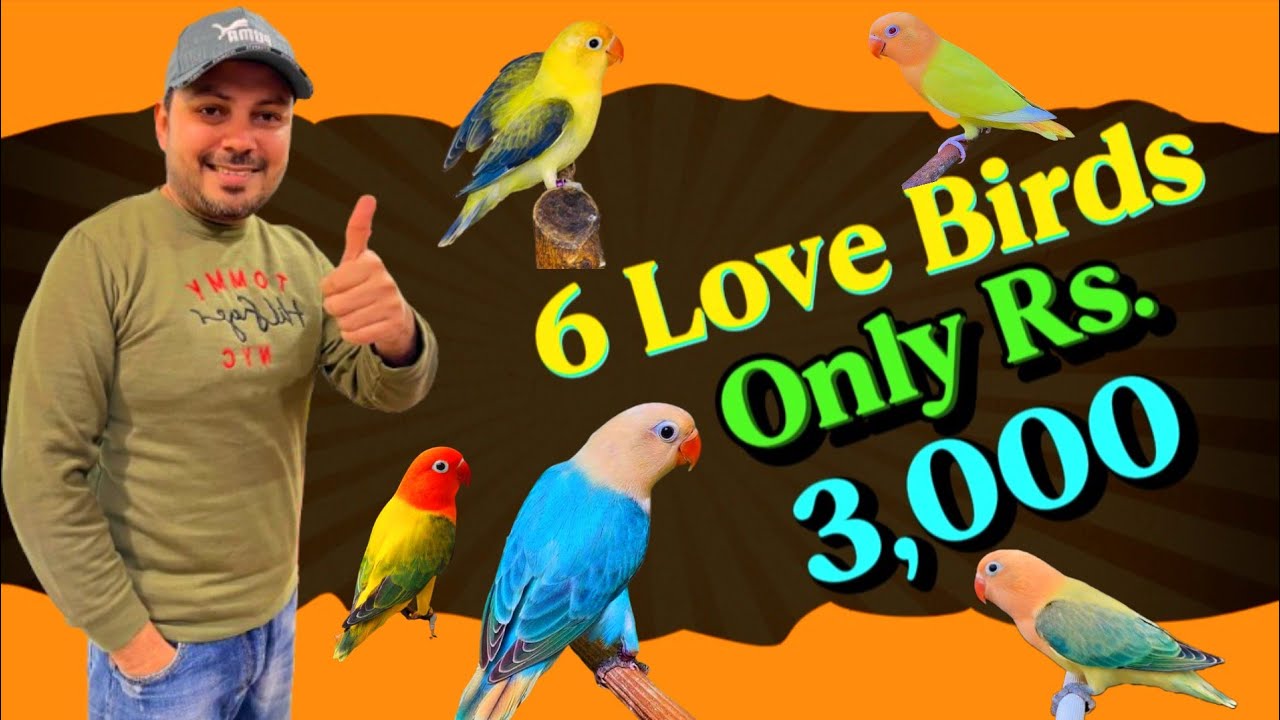 6 Love Birds Deal Cheap price 2025 || Welcome birds Offer - YouTube