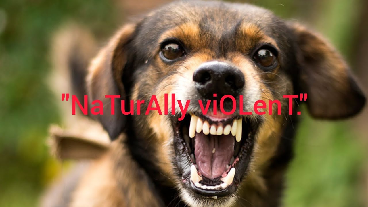 "DoGS aRe nAtuRalLy VIoLent." - YouTube