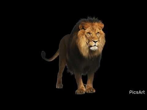 صوت اسد مؤثرات مونتاج - YouTube