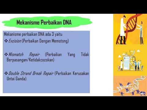 Kerusakan dan Perbaikan DNA (Kel 4) Karunia Soliha S dan Wulandari Febrinatasia - YouTube