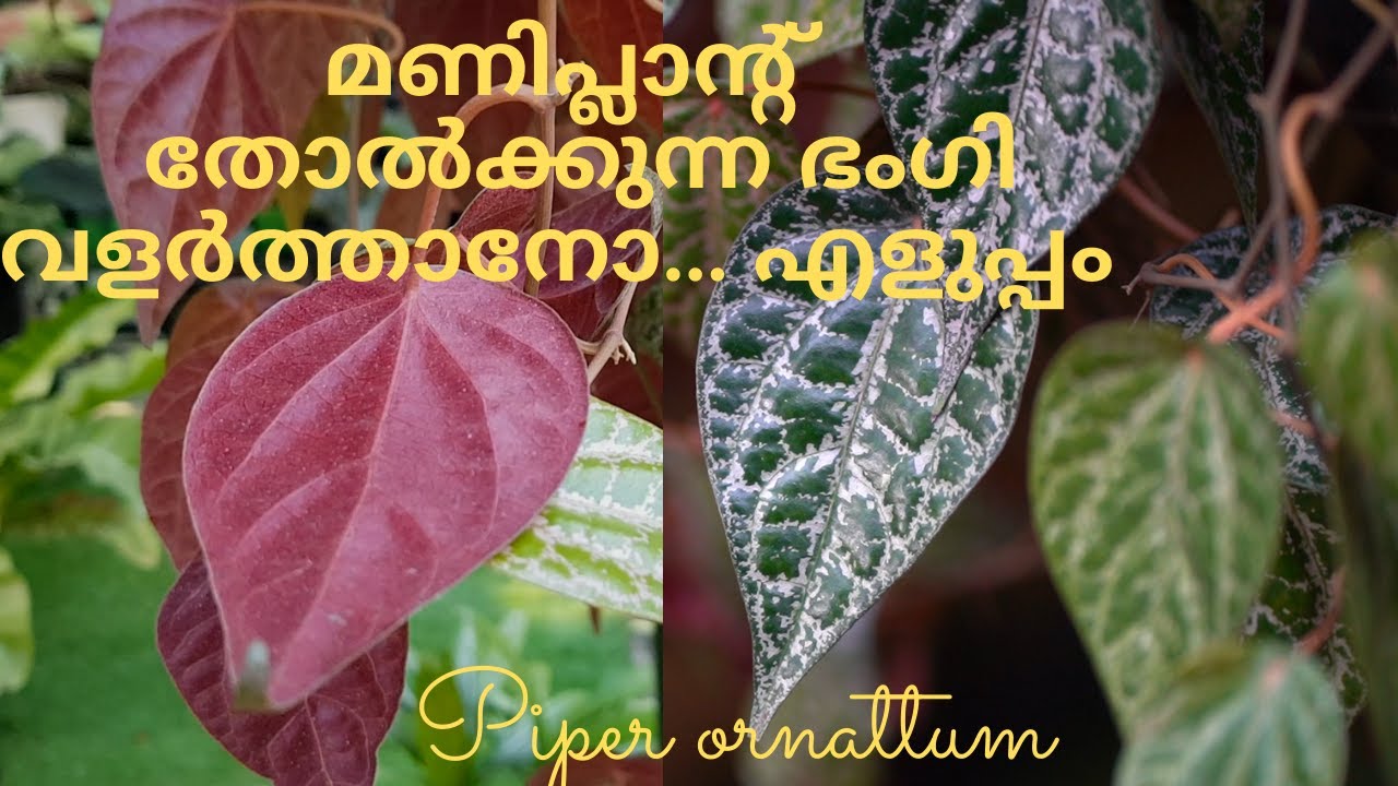 Beautiful Plant Piper Ornatum, Money plant like easy growth, Care and ...