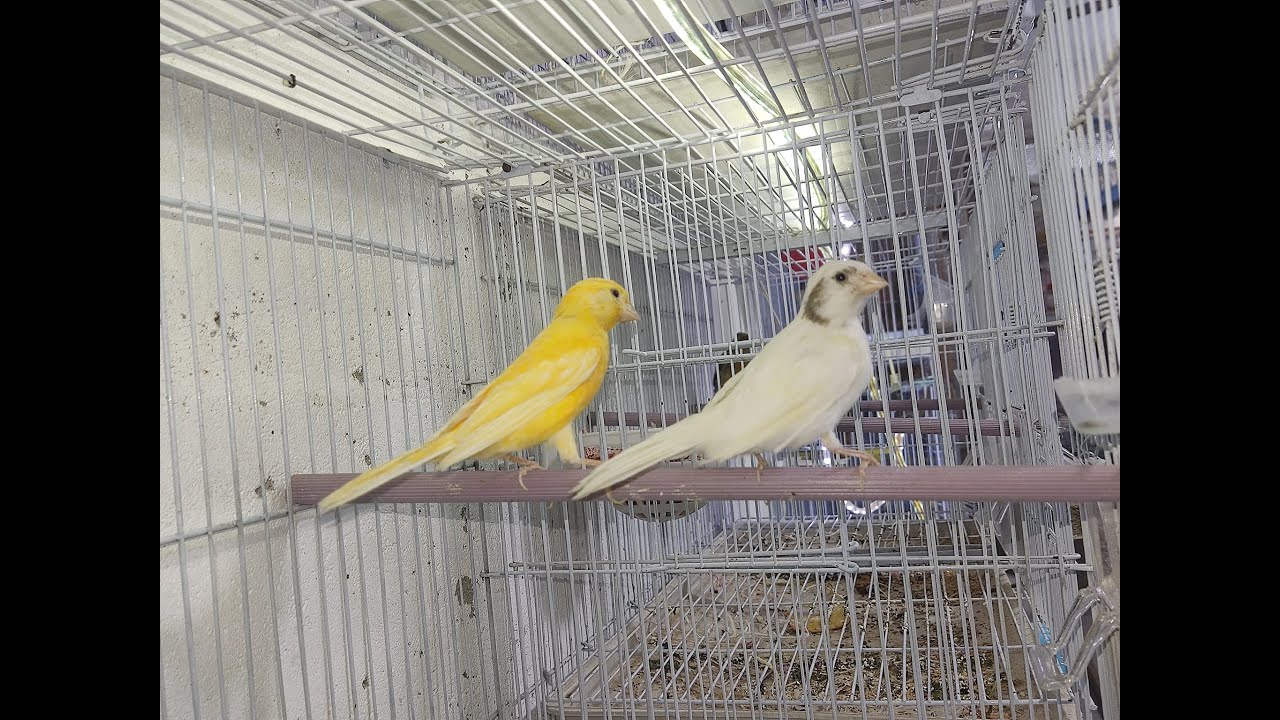 Canary Singing: The Most Beautiful Sounds of Nature | canary | Canary ...