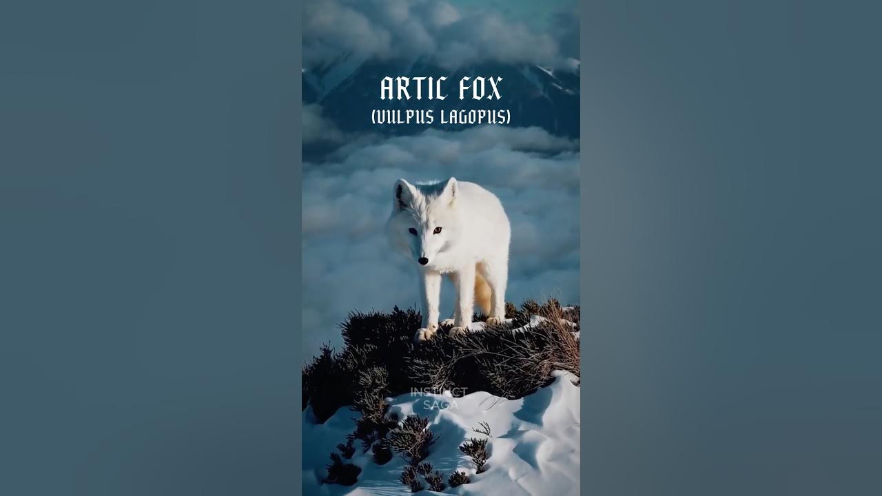 The Arctic Fox’s Secret to Thriving in the Frozen Wild 🦊 ️- Surviving ...