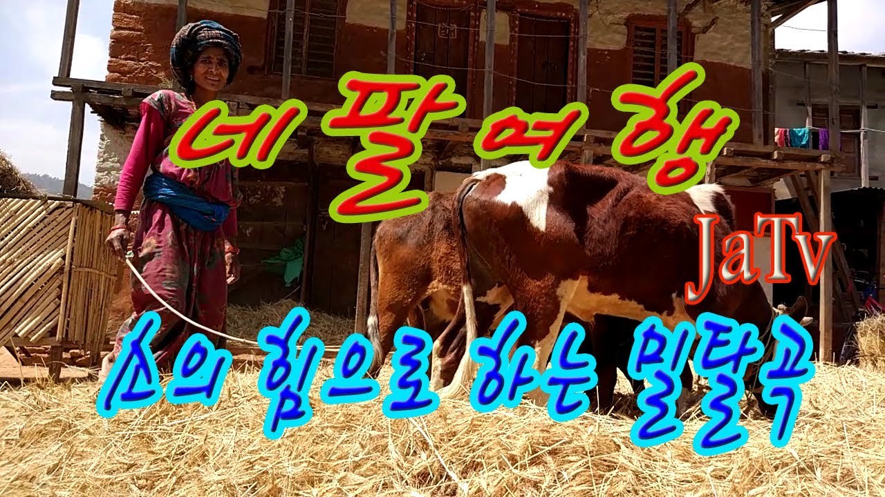 네팔여행-소가 밀타작을 by JaTv - YouTube