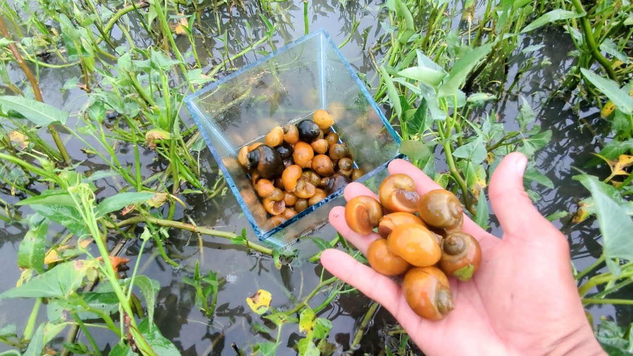 Walking To Pick Cherry Snails On Lake + Countryside - YouTube