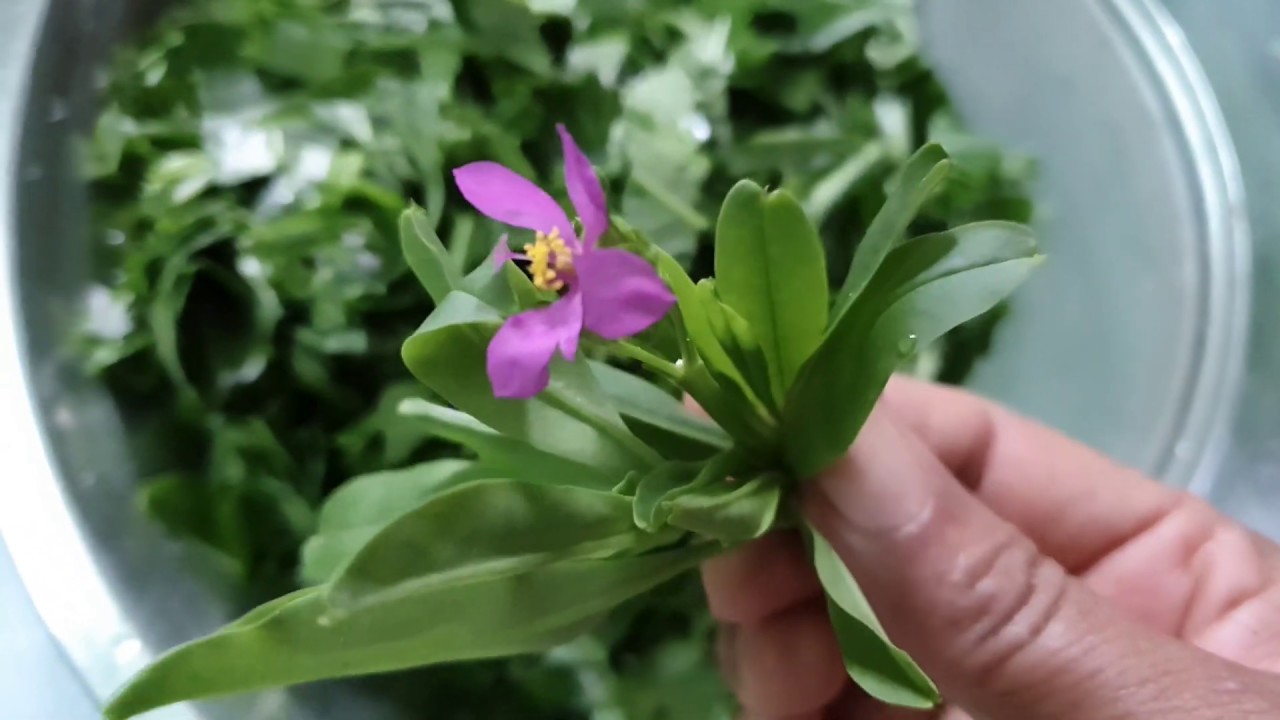 Bachhali Pulusu - బచ్చలి పులుసు - YouTube