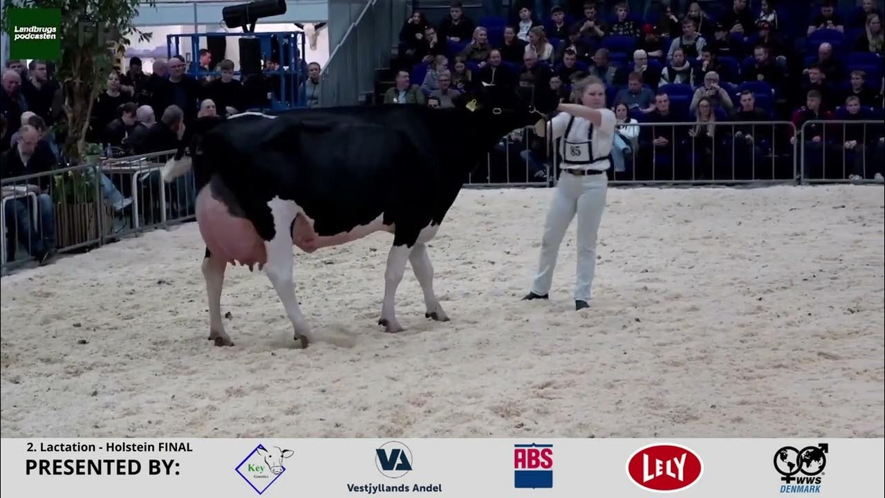 HOLSTEIN 2. LACTATION CHAMPION - AGRO NORD 2023 - YouTube