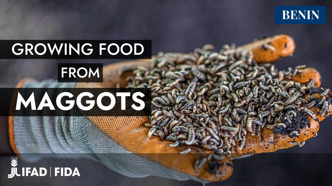 Benin: how maggots are helping grow food - YouTube