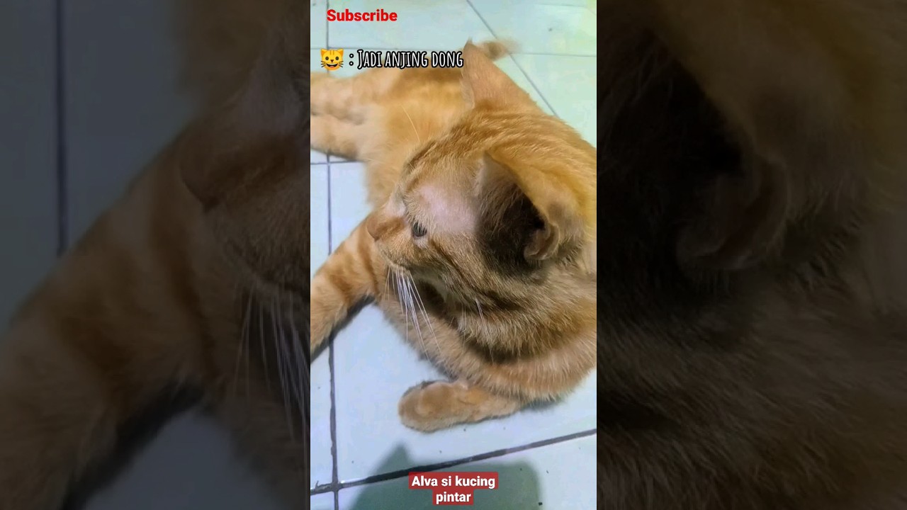 Berubah jadi anjing dong #catlover #cat #cats #catvideos #kucing # ...