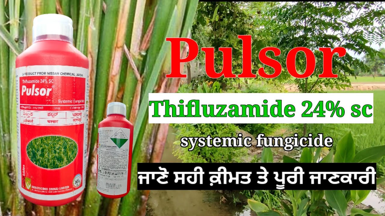 Pulsor thifluzamide 24% Sc | Fungicide | dose price use - YouTube