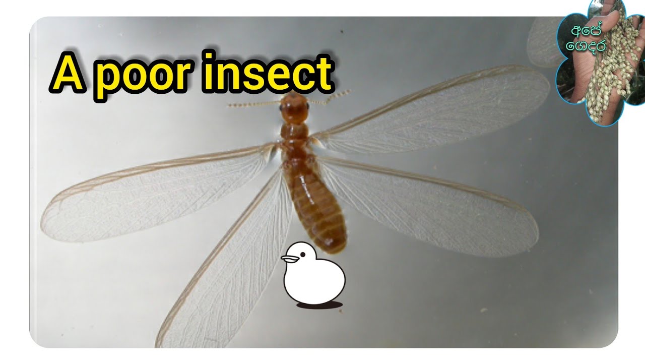 අසරණ සතා මෙරුවා...A poor insect..#kothmale TV - YouTube