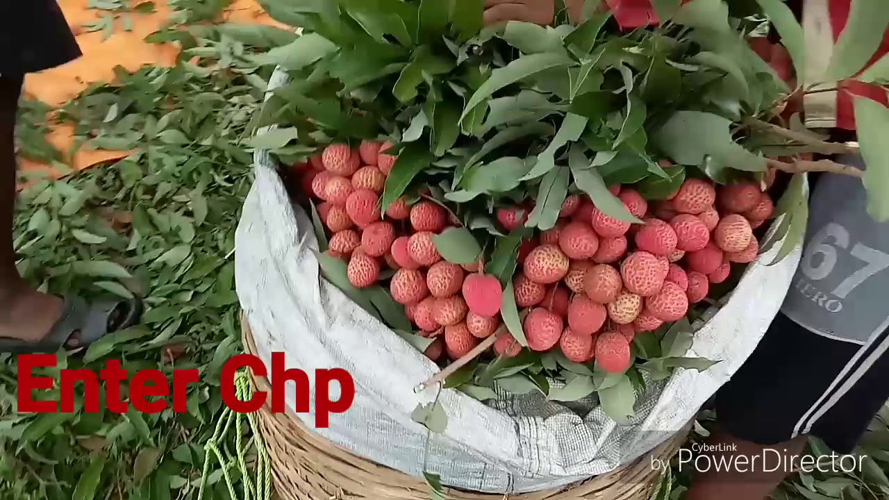 Lichu(লিচু) one of the most popular fruit in west Bengal//বাংলার ...