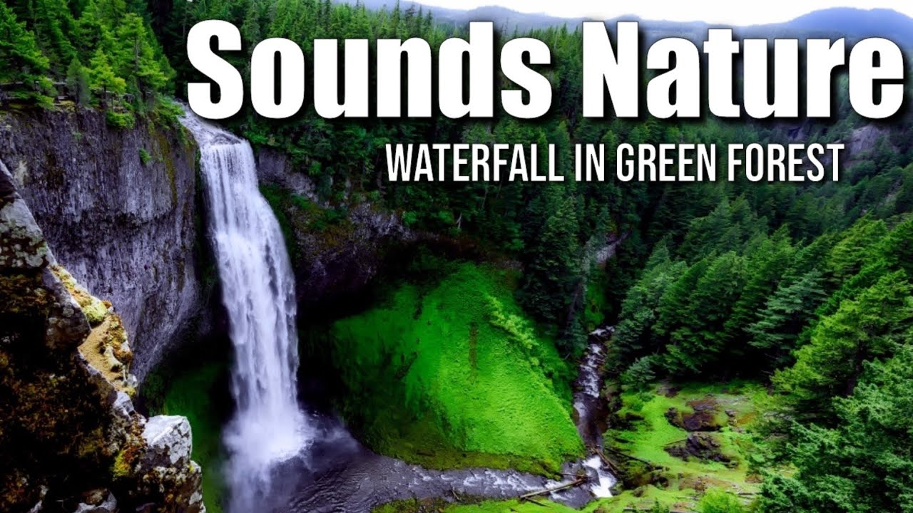 Goodbye Insomnia with Heavy Rain & Forest at Night- Forest Sounds - YouTube