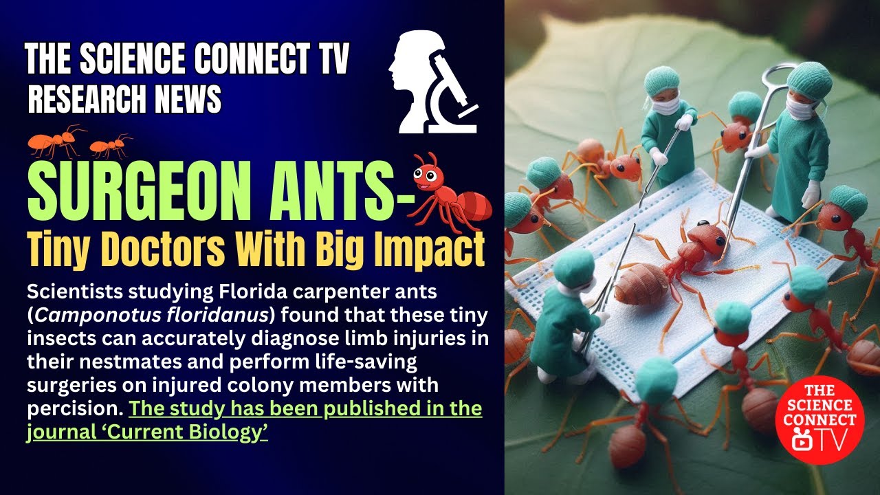 The Surgeon Ants #ants #insects - YouTube
