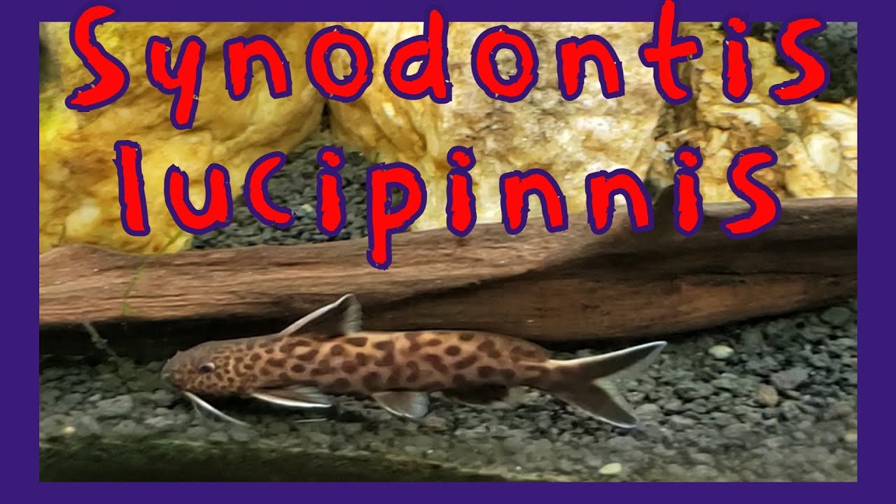 55 Gallon Is A Work In Progress - YouTube