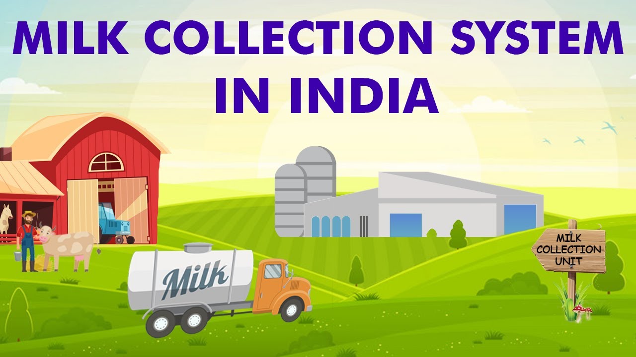 Milk Collection System in India - YouTube