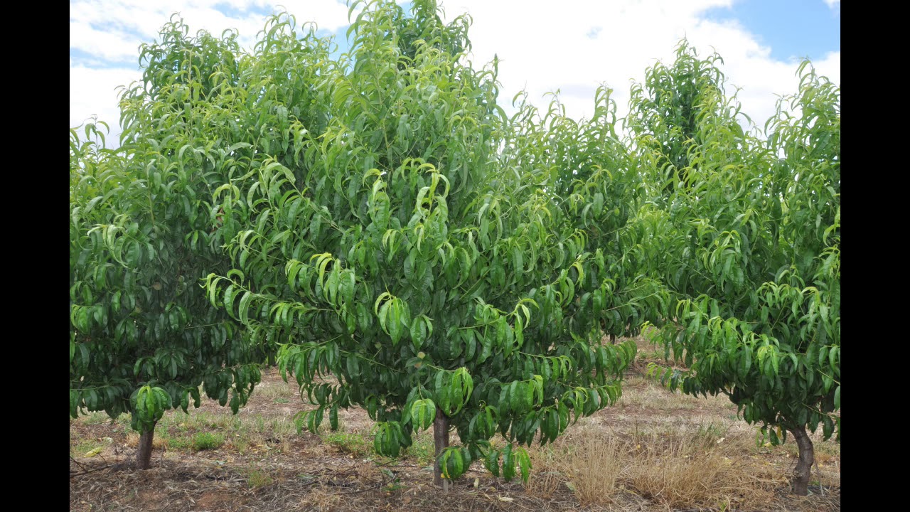 Nectarine Ice Princess on Vase demonstration 2015-2019 - YouTube