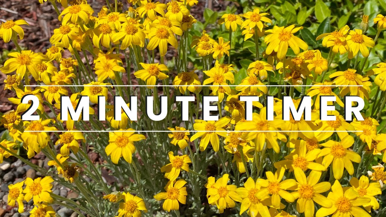 2 Minute Countdown Timer | No Sound - YouTube