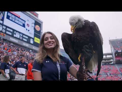 Auburn Raptor Center 50th anniversary - YouTube