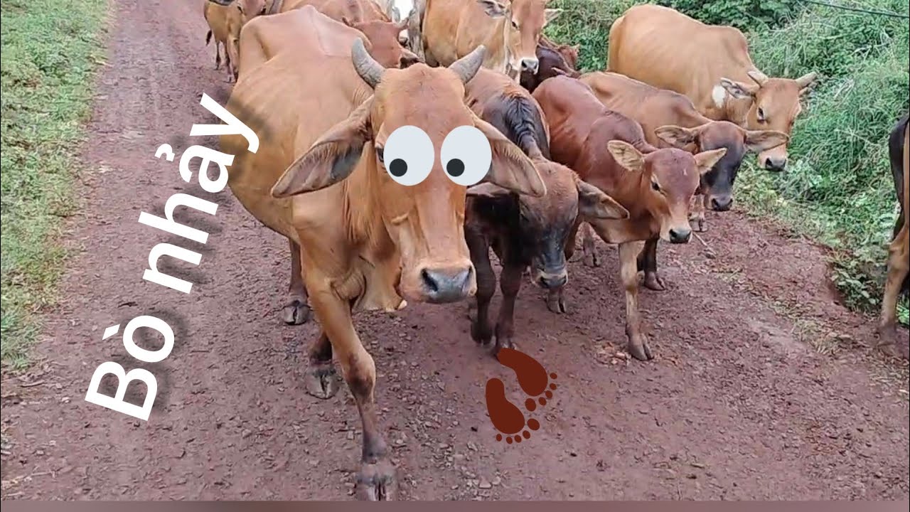 con bò nhảy / Jumping cow / the wheels on the bus - YouTube