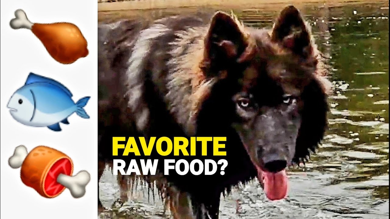 What is Toki's Favorite RAW Food? - Liver, Beef, Fish or Chicken? Taste ...
