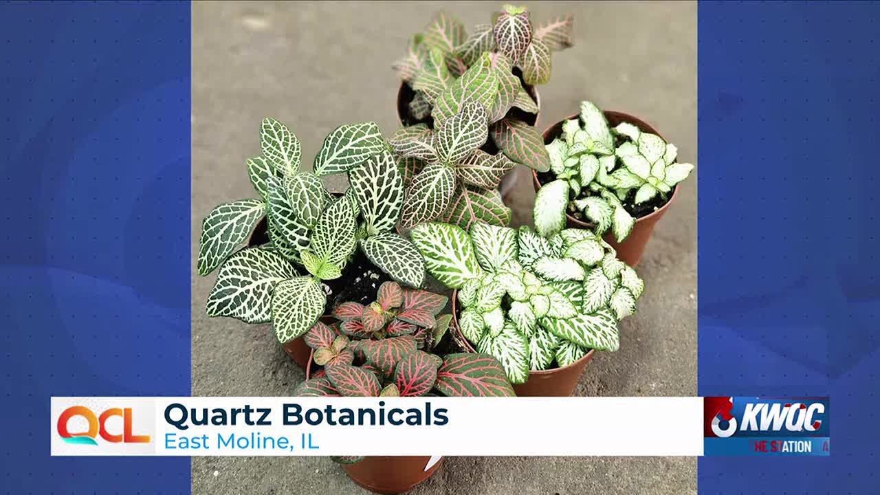 East Moline plant shop to host terrarium, cactus workshops - YouTube