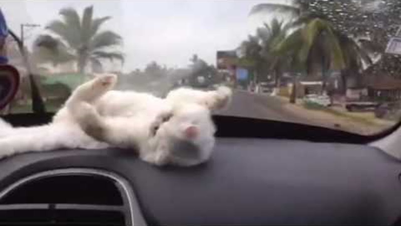 Dashboard Kitty Playtime || ViralHog - YouTube