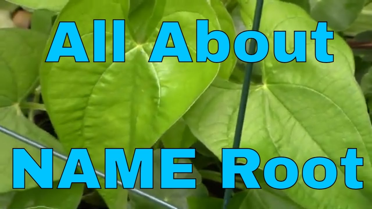 Name Root Nutritious Edible Plant Dioscoreaceae Guinea Tropical Vine ...