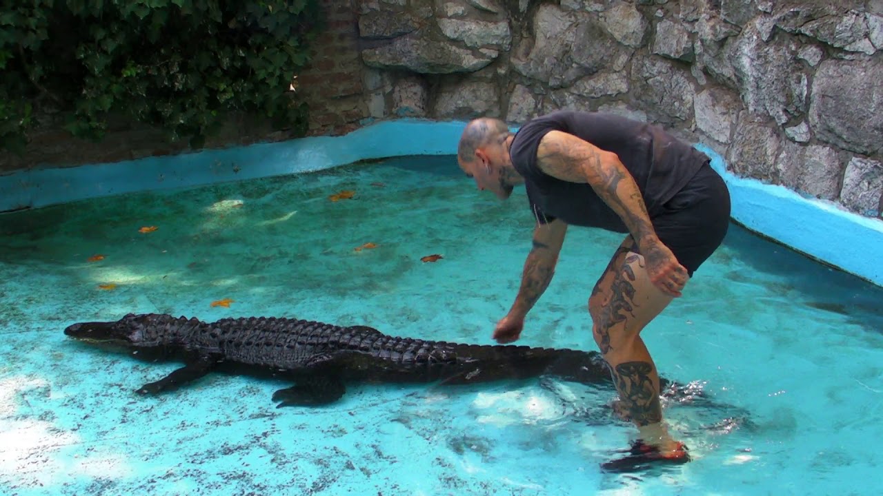 American Alligator Muja - World's oldest alligator - Misisipi aligator ...