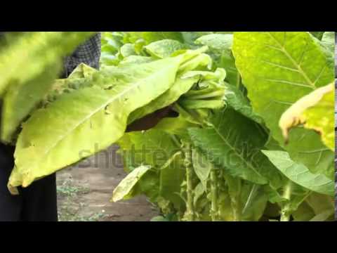 tütün yaprakları toplanması