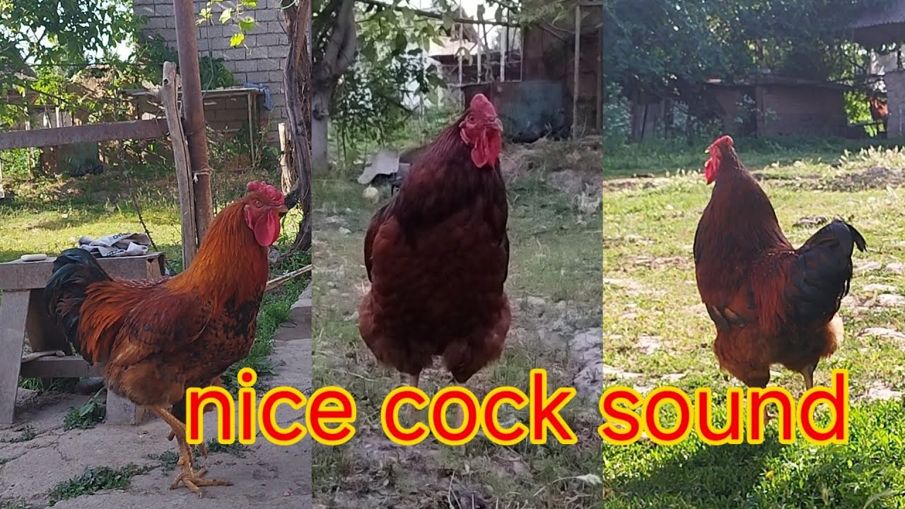 rooster sound - alarm - YouTube