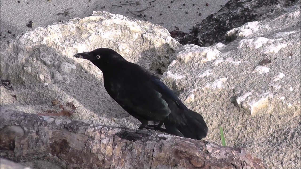 Quiscale merle de Guadeloupe - YouTube