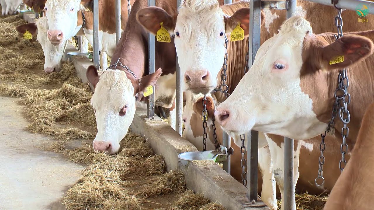 BUJKU Fitimet nga perimtaria i kemi investuar ne ferme, ferma me ...
