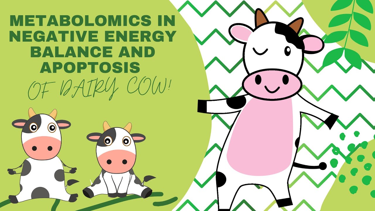 Metabolomics in NEB and Apoptosis | Dairy Cow - YouTube