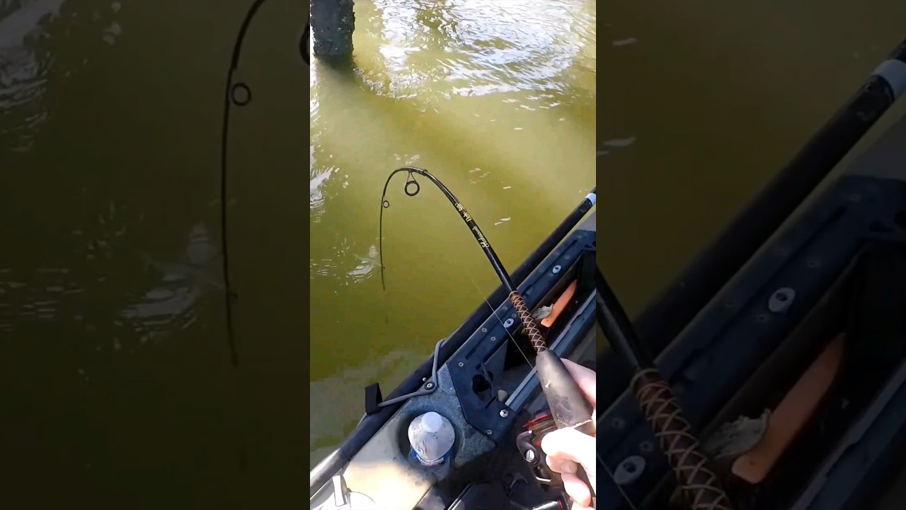 I love using Fiddler Crabs as bait! #kayakfishing #fishing #shorts # ...