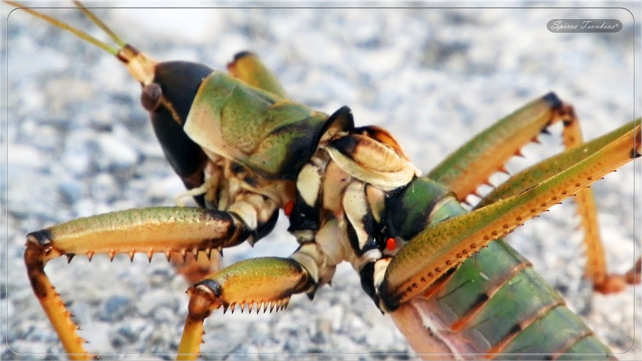 Τριζόνι Γρύλος - Anatolian Predatory Bush-cricket - Saga natoliae ...