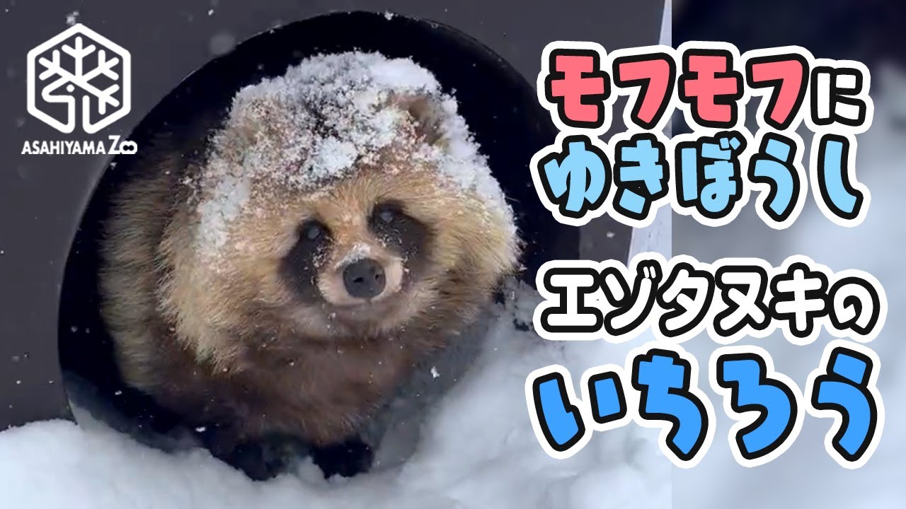 【旭山動物園】モフモフに雪帽子 ️まんまる冬毛エゾタヌキのいちろう[Asahiyama Zoo] Japanese raccoon dog ...