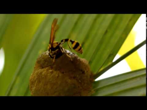 Ran Kumbala - YouTube