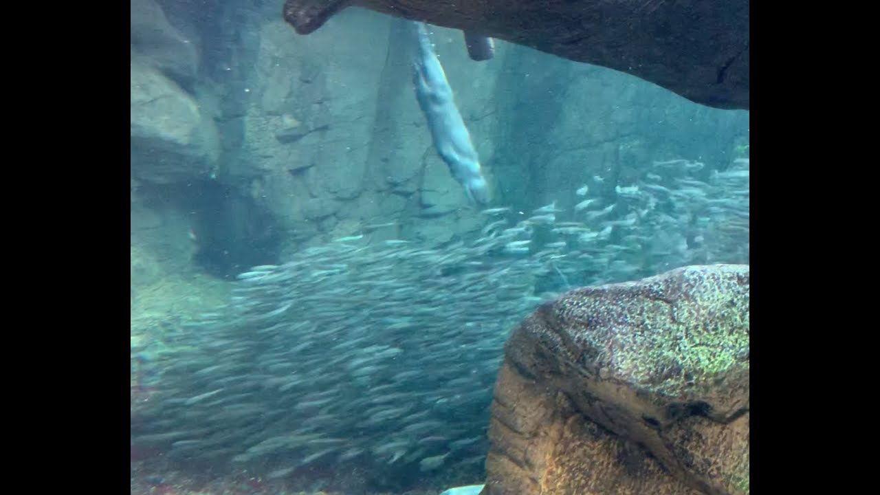 Otter chasing fish underwater at Keiyukan Aquarium in Osaka, Japan ...