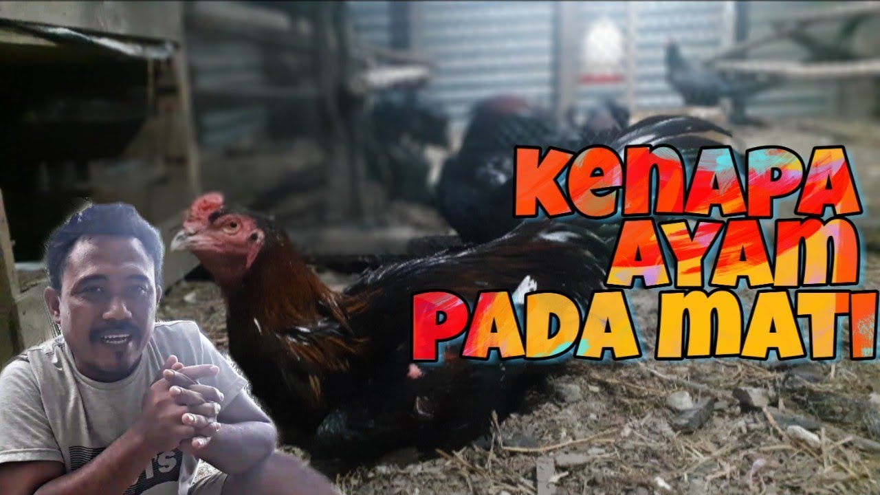 Penyebab ayam mati dan cara mengatasinya - YouTube
