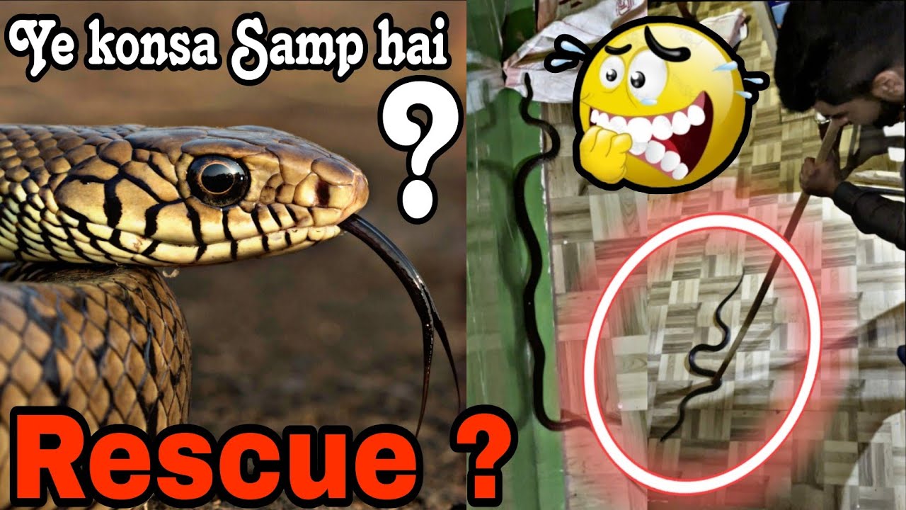 Snake Rescue from Home | सावन के महीने में नाग | Cobra or Rat Snake ...