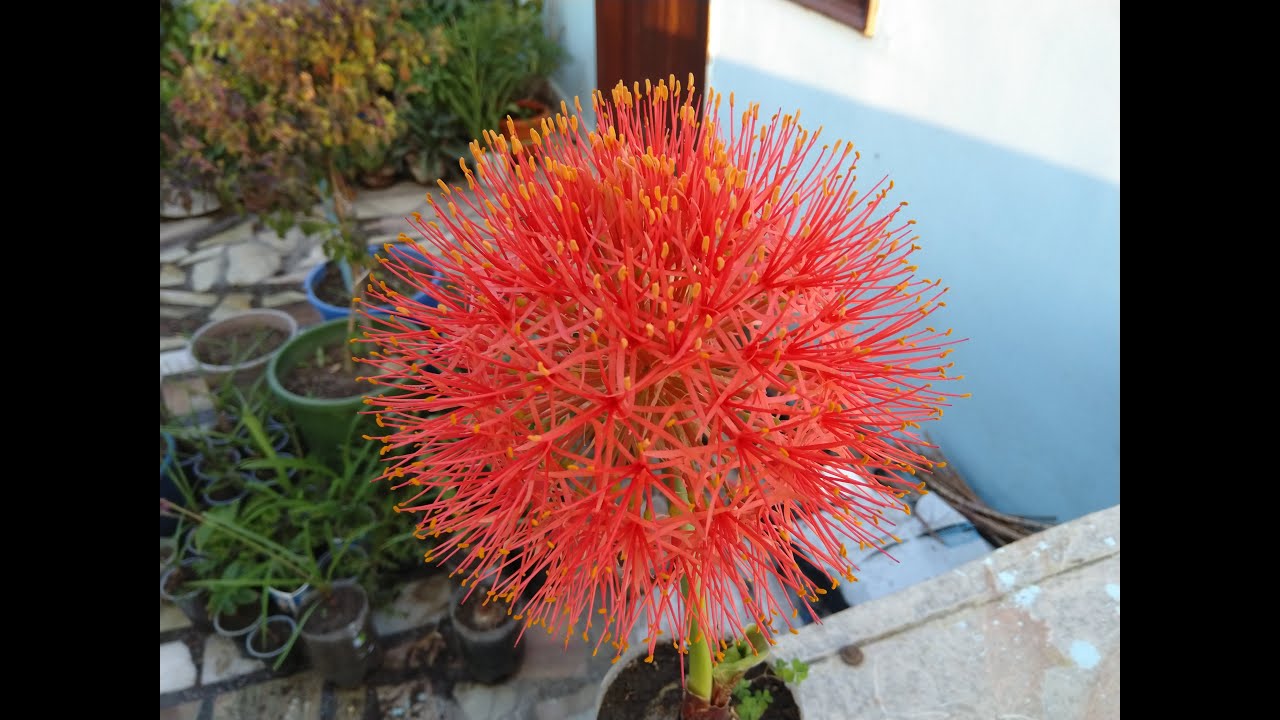 Grow Football Lily From Bulb - YouTube