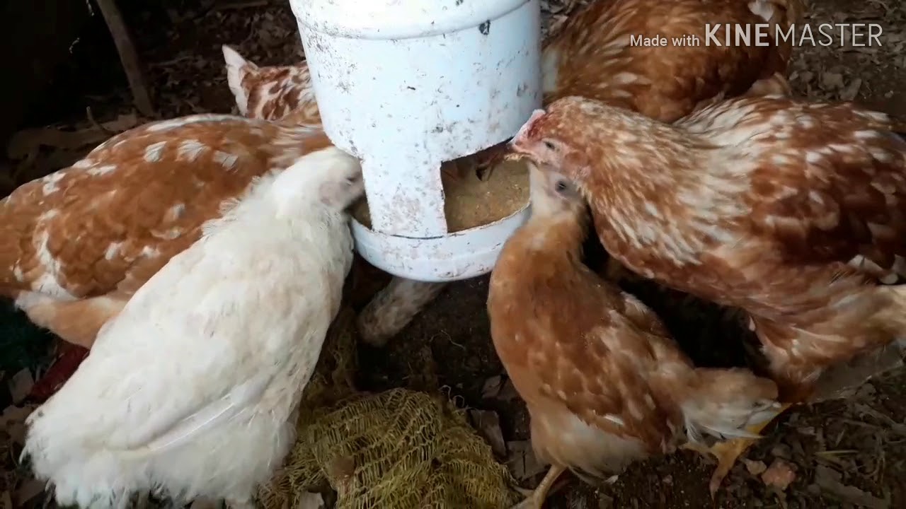 Como cuidar pollos🐣🐥🐤 - YouTube