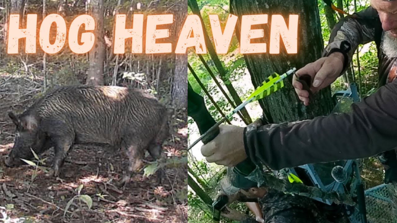 Hog Heaven - Hog Hunting With A Longbow & .17HMR - YouTube