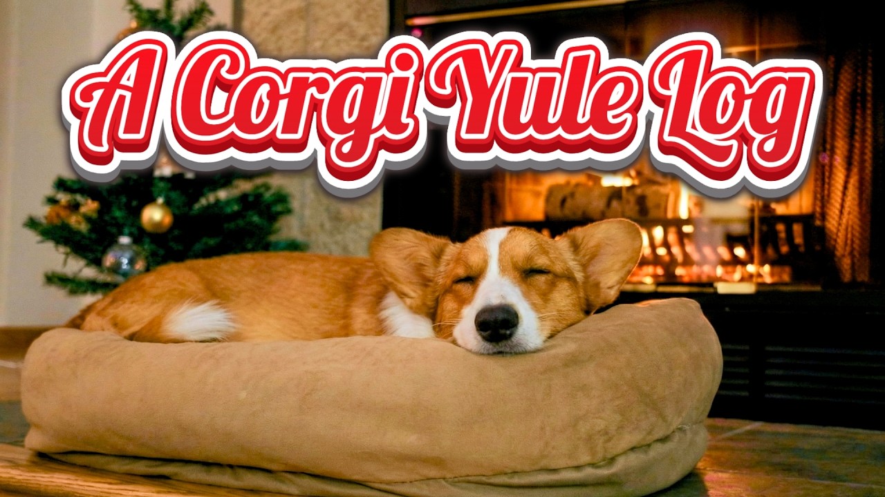 A Corgi Holiday Yule Log Dog - Relaxing Corgi in Front of a Fireplace ...