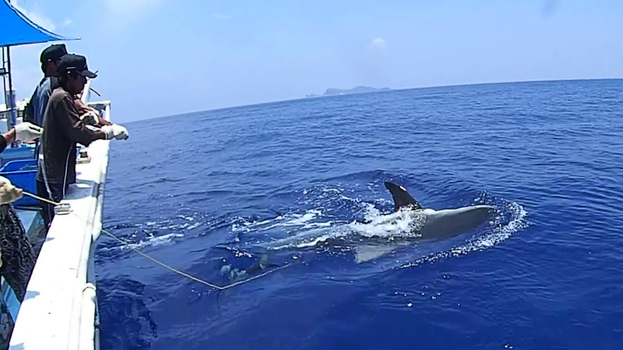 Shark Hunters Vs Massive 2000 lb Tiger Shark Catching Fishing and ...